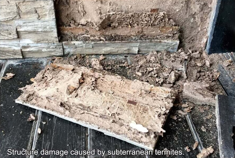 Exterminex Termite Bait - Chlorfluazuron – DIY Pest Control Expert